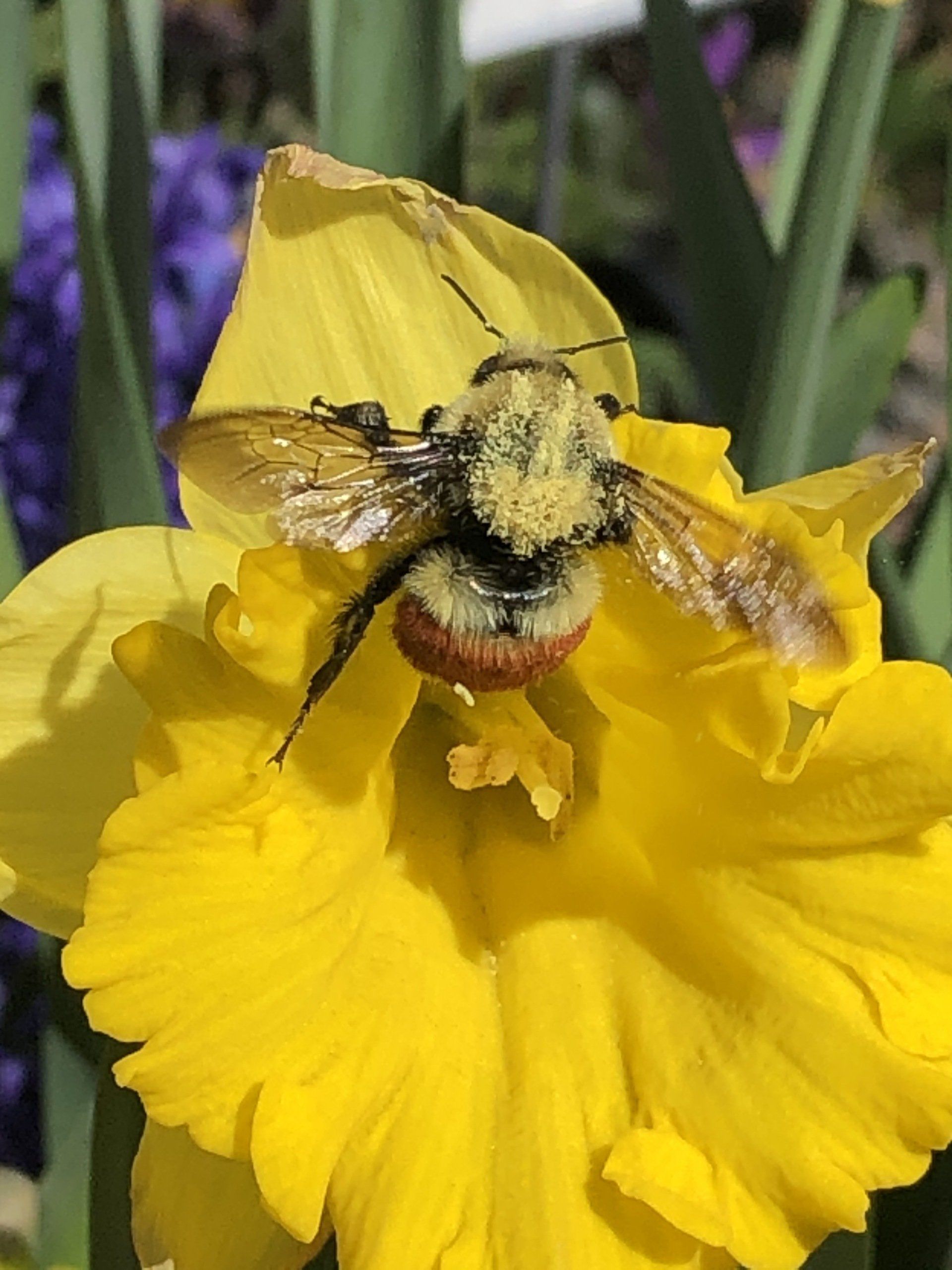 Outdoor Market | Wheat Ridge, CO | Young's Market and Garden Center