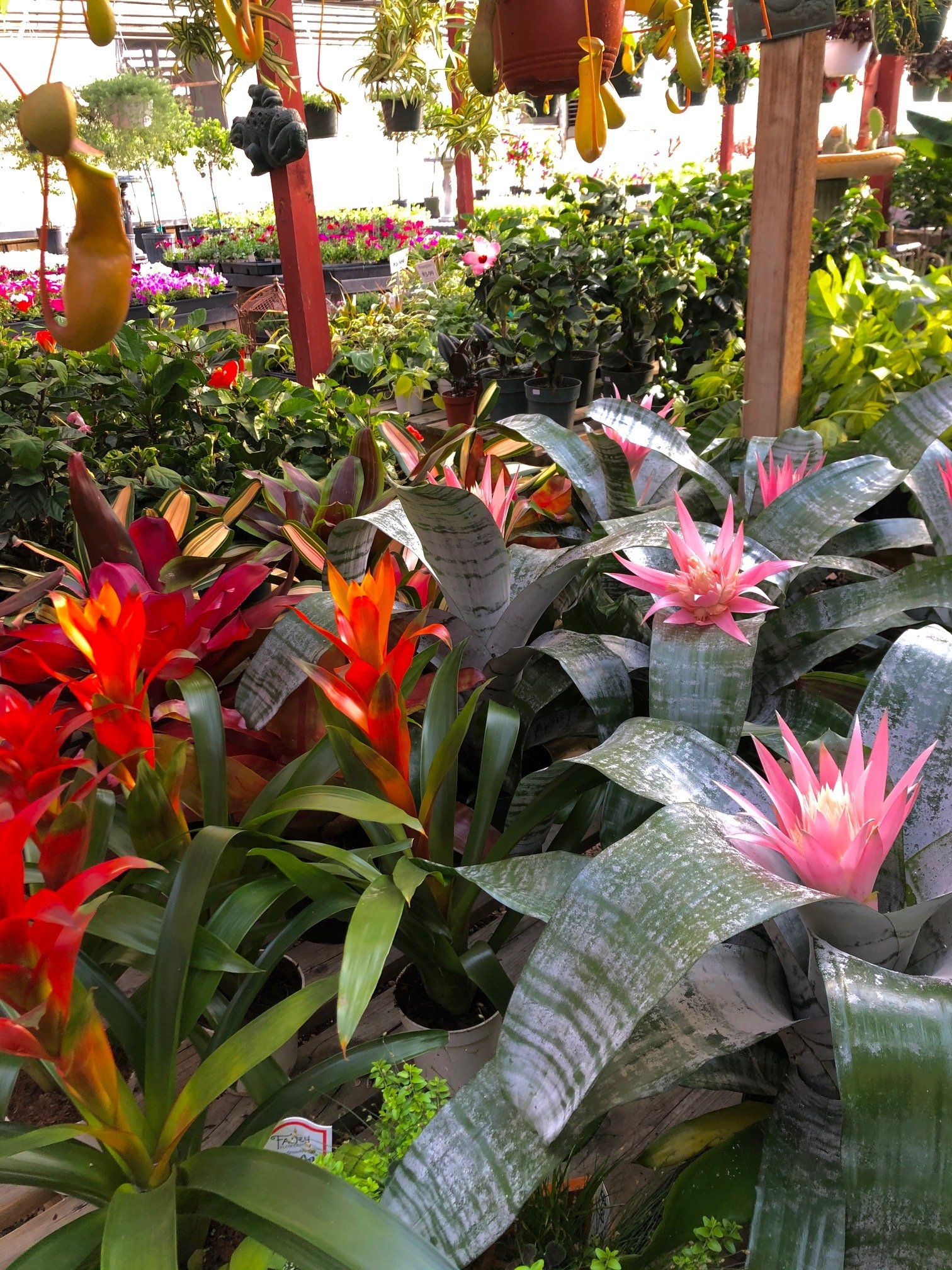 Outdoor Market | Wheat Ridge, CO | Young's Market and Garden Center