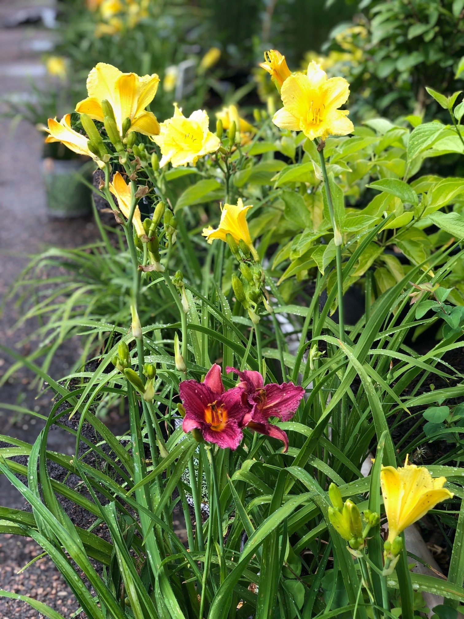 Outdoor Market | Wheat Ridge, CO | Young's Market and Garden Center