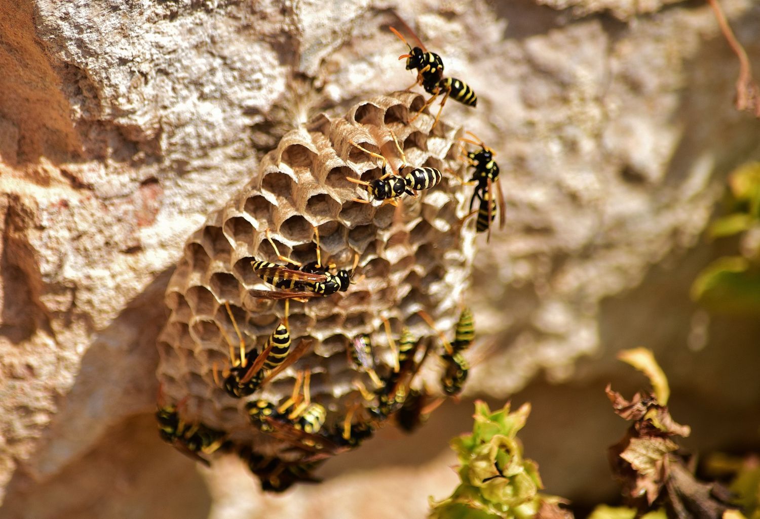 How to Control Wasps?