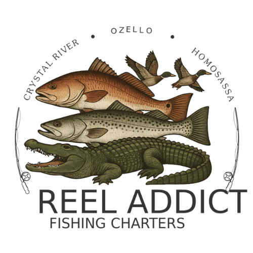 2025 Florida Scallop Season: What You Need to Know for Bay Scalloping