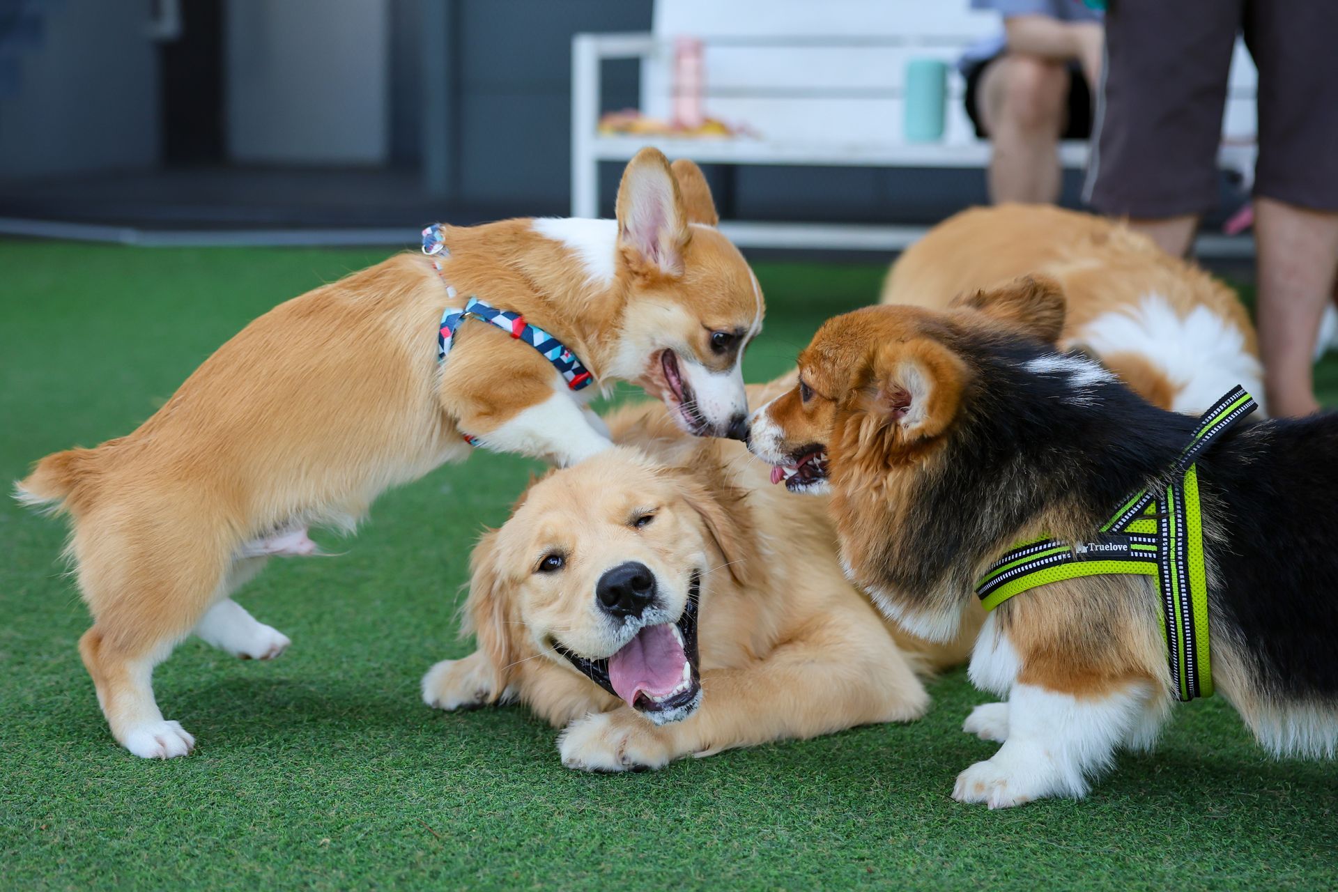 Dogs R Dope | Dog Daycare