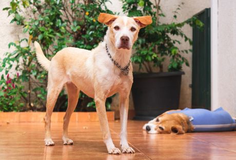 Dogs R Dope | Dog Daycare