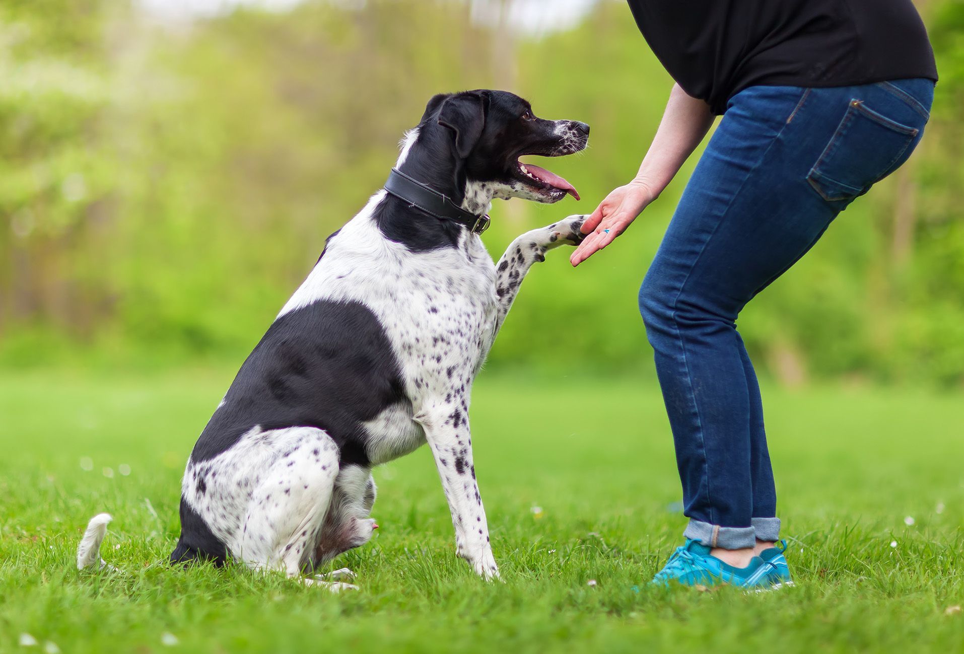 Dogs R Dope | Dog Daycare
