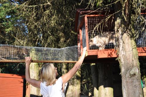 Cat grooming | Kitz-Katz