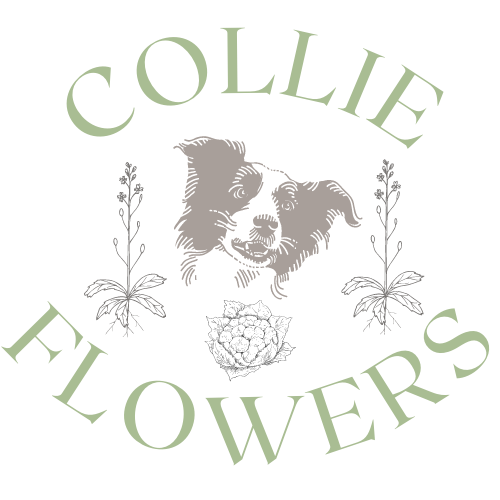 Collie Flowers: Premium Seeds for a Lush Garden Dream