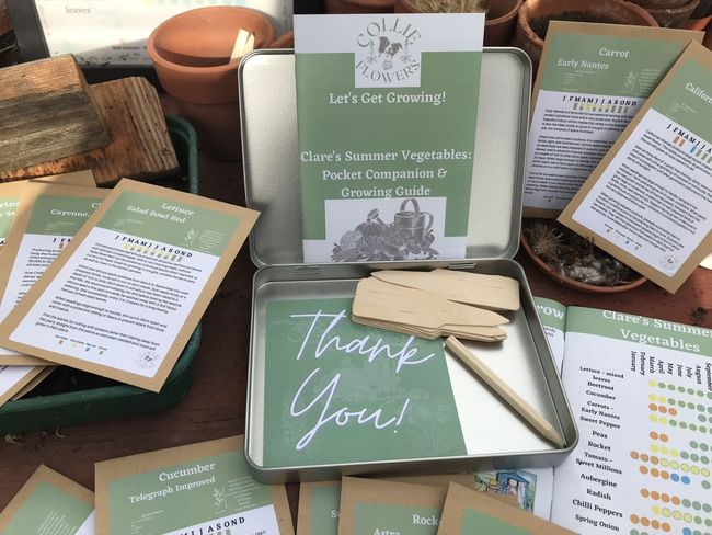 Collie Flowers: Premium Seeds for a Lush Garden Dream