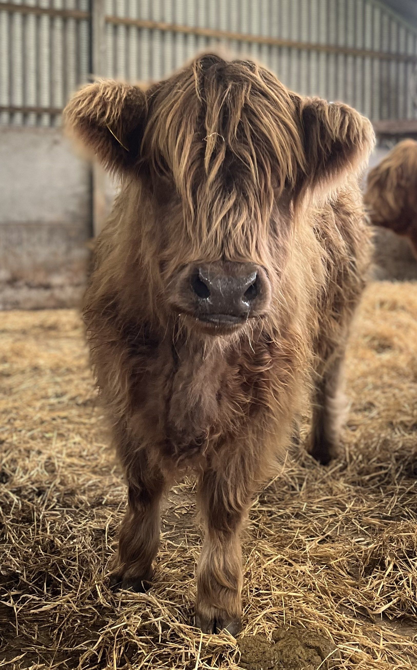 The prettiest calf?