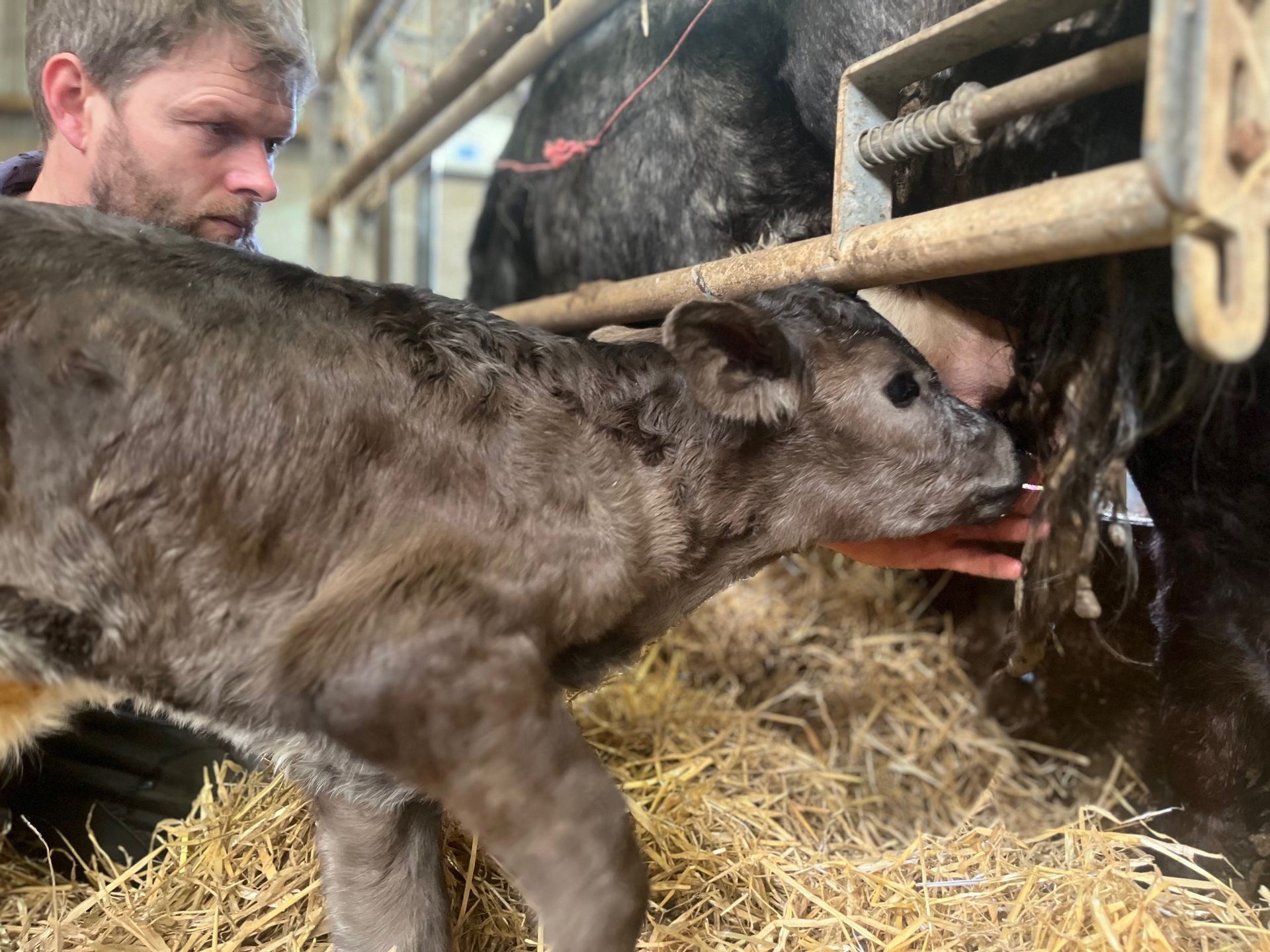 First spring calf is born