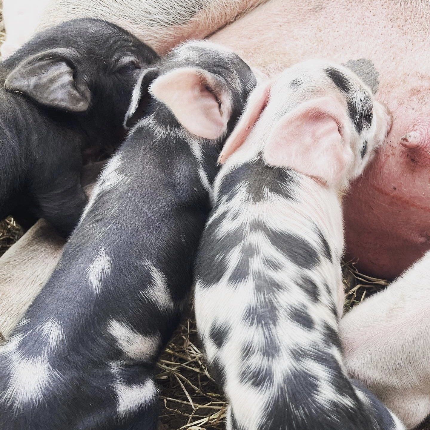 HOME :: Old Leckie Farm - Discover the Heart of Scottish Farming