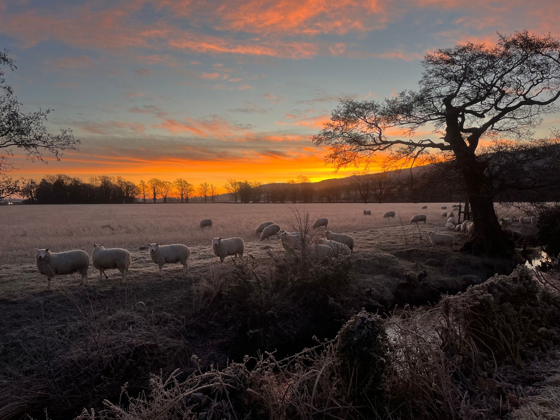 Sunrises and sheep