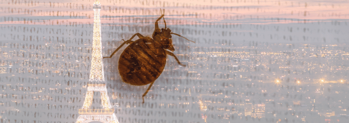 Infestation de Punaises de Lit à Paris : Solutions et Prévention