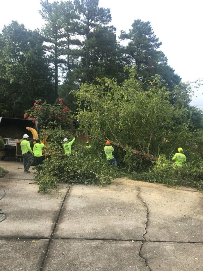 About YS Tree Service