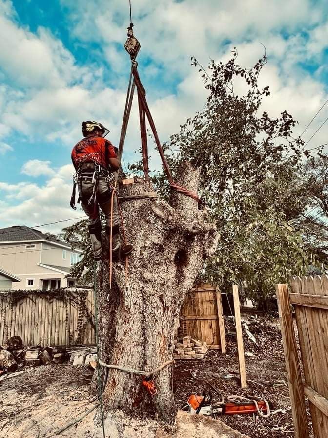 Tree Trimming & Tree Removal | Seminole, FL | Tree Rangers Tree Service