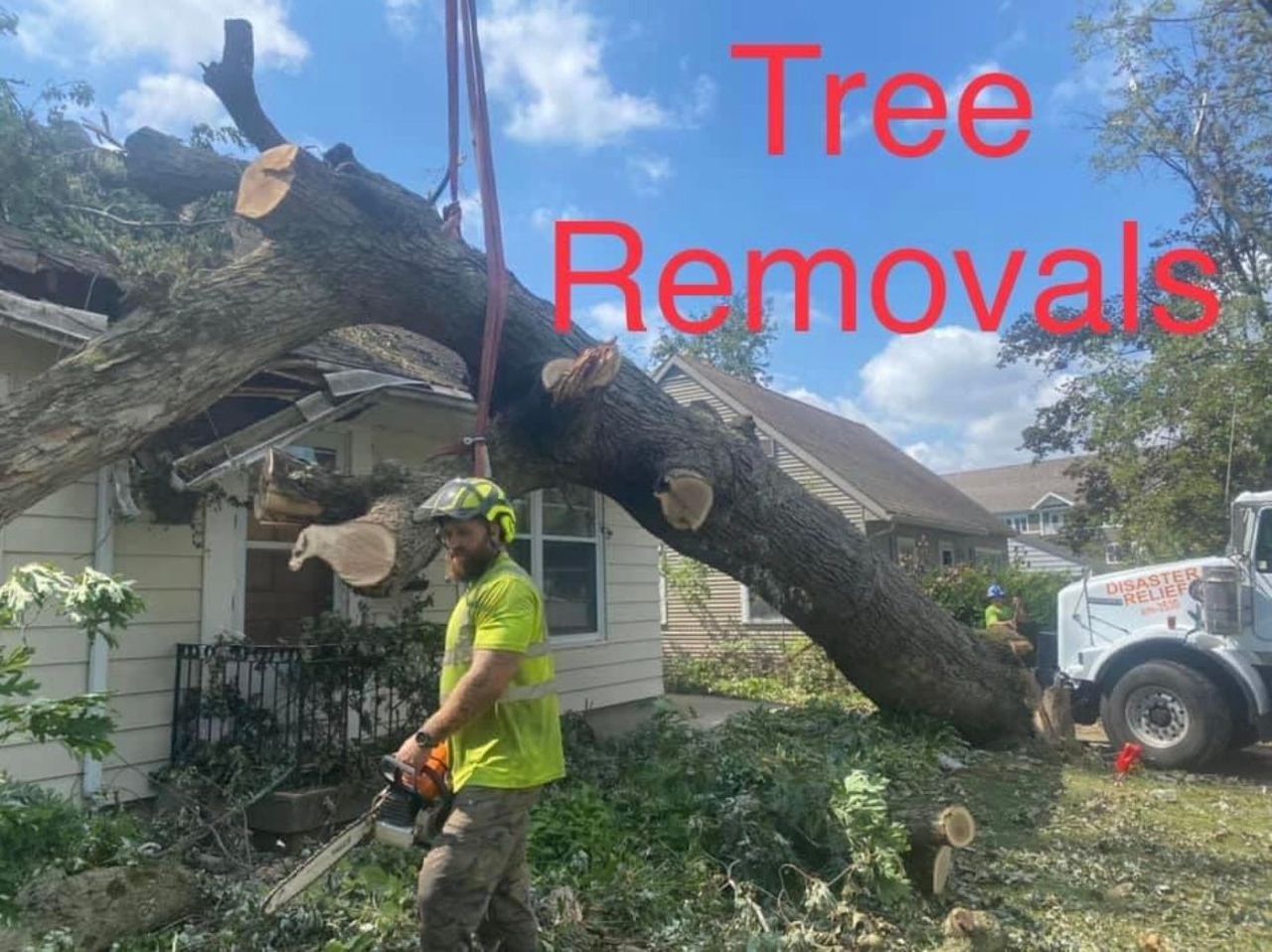 Tree Trimming & Tree Removal | Seminole, FL | Tree Rangers Tree Service