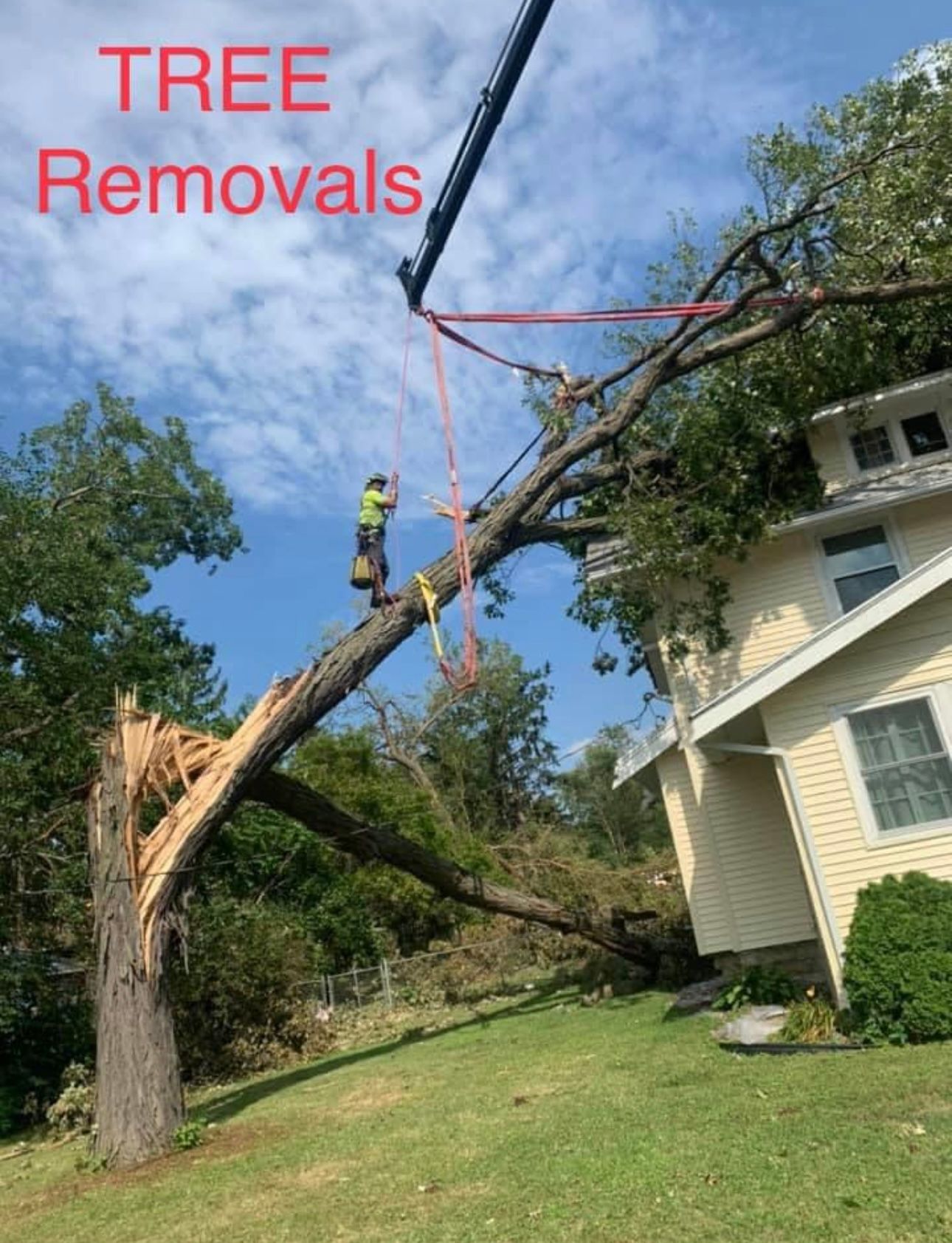 Tree Trimming & Tree Removal | Seminole, FL | Tree Rangers Tree Service