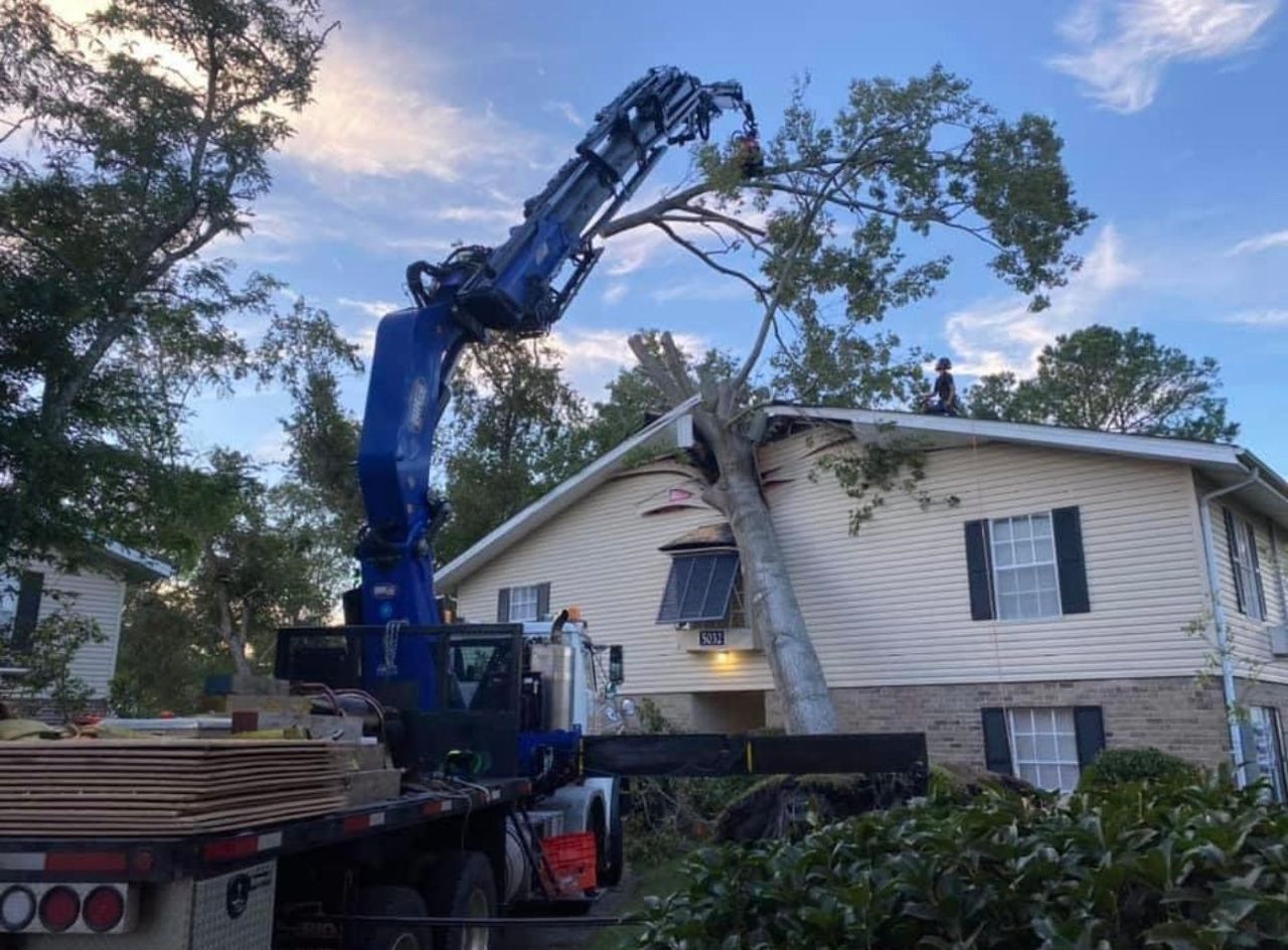 Tree Trimming & Tree Removal | Seminole, FL | Tree Rangers Tree Service