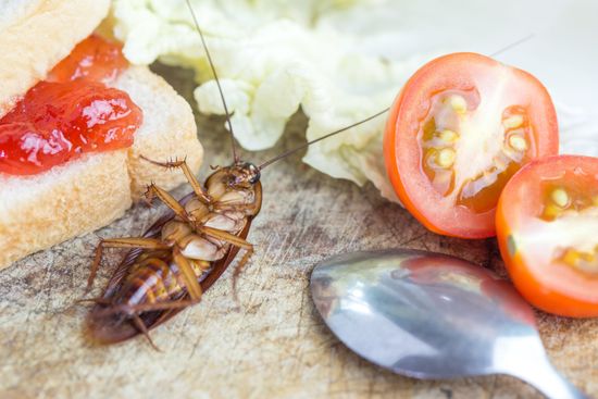 Best Pest Control |New Castle, Indiana | Arab Termite & Pest Control