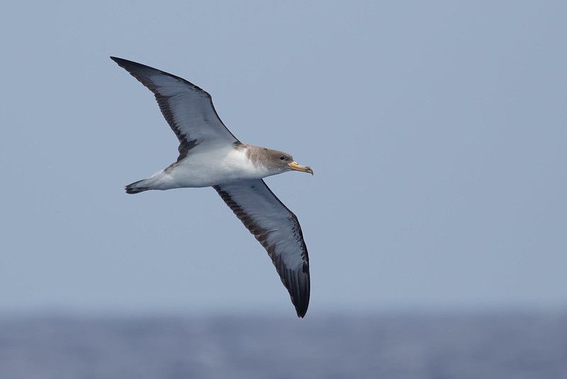 OFF SHORE PELAGIC TOUR
