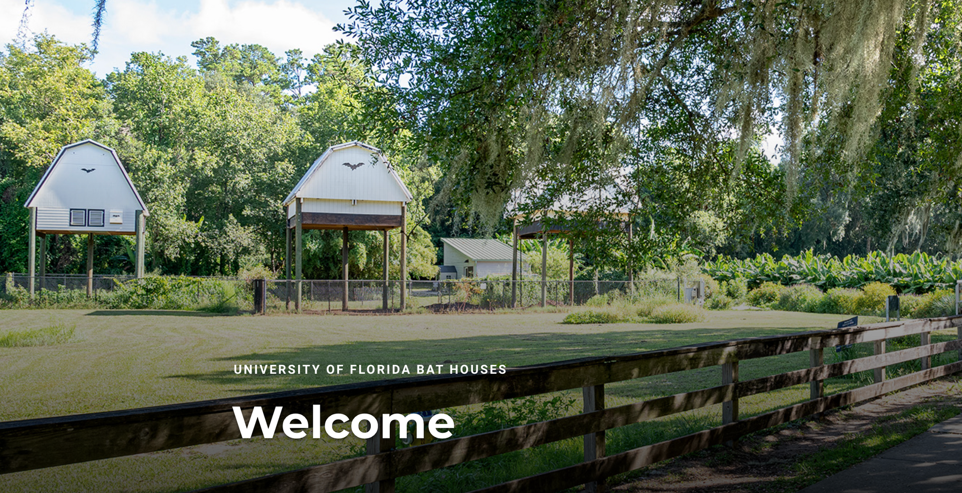 Go Batty in Gainesville! Visit the UF Bat Houses on UF Campus