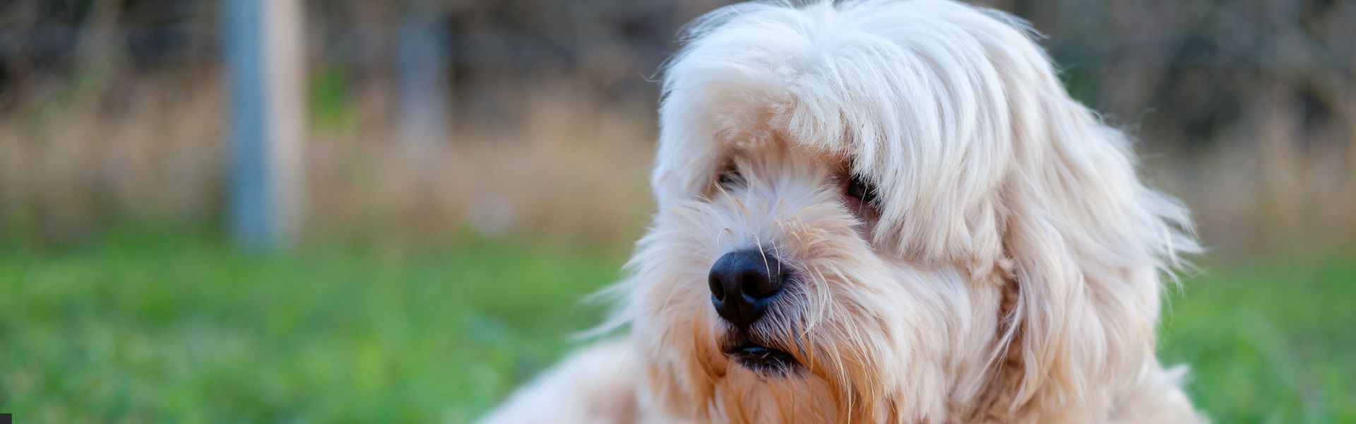 Dangers of Matted Dog Hair & Why a Professional Groomer Can Help