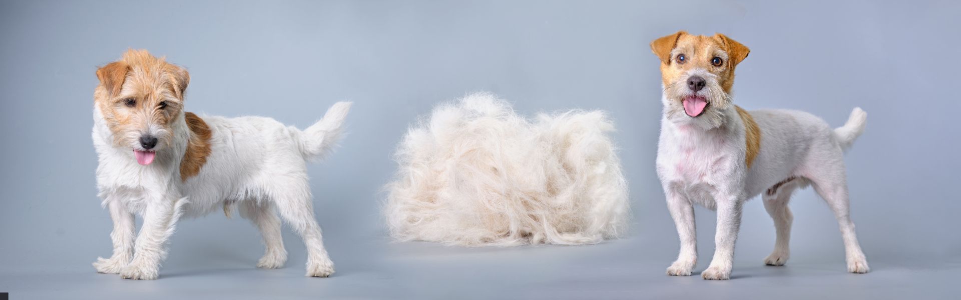 Sanitary Trims for Dogs: Professional Groomer Is the Best Choice