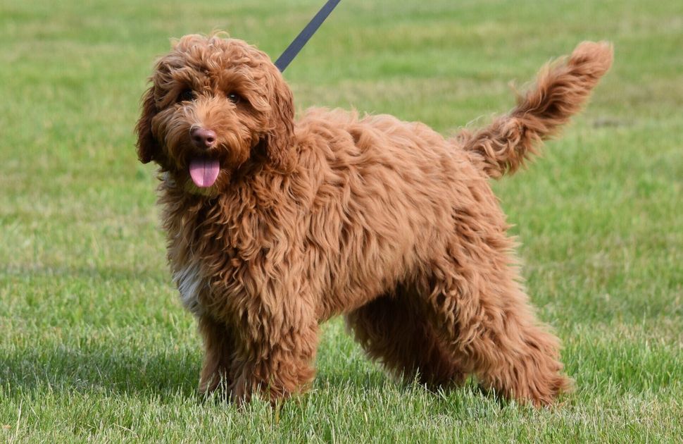 Lucky Dog Australian Labradoodles | North Easton, MA