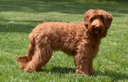 Red Australian Labradoodle Puppies