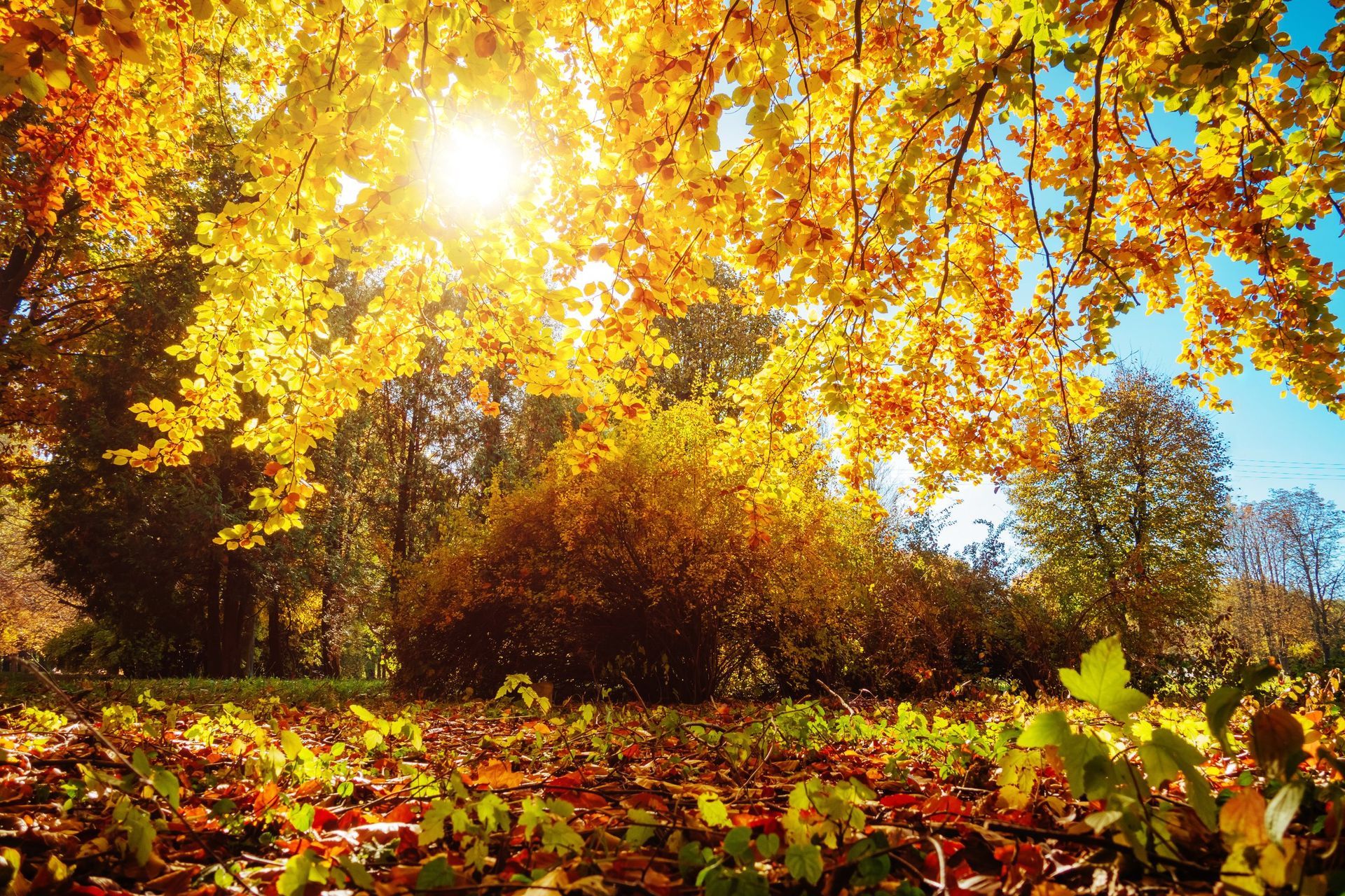 Exploring Guelph, Ontario in the Fall
