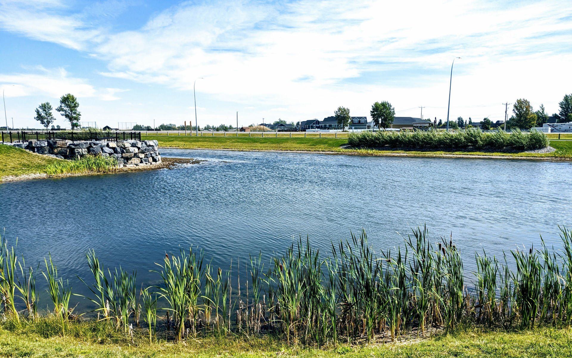 Invasive Goldfish Found in Pond