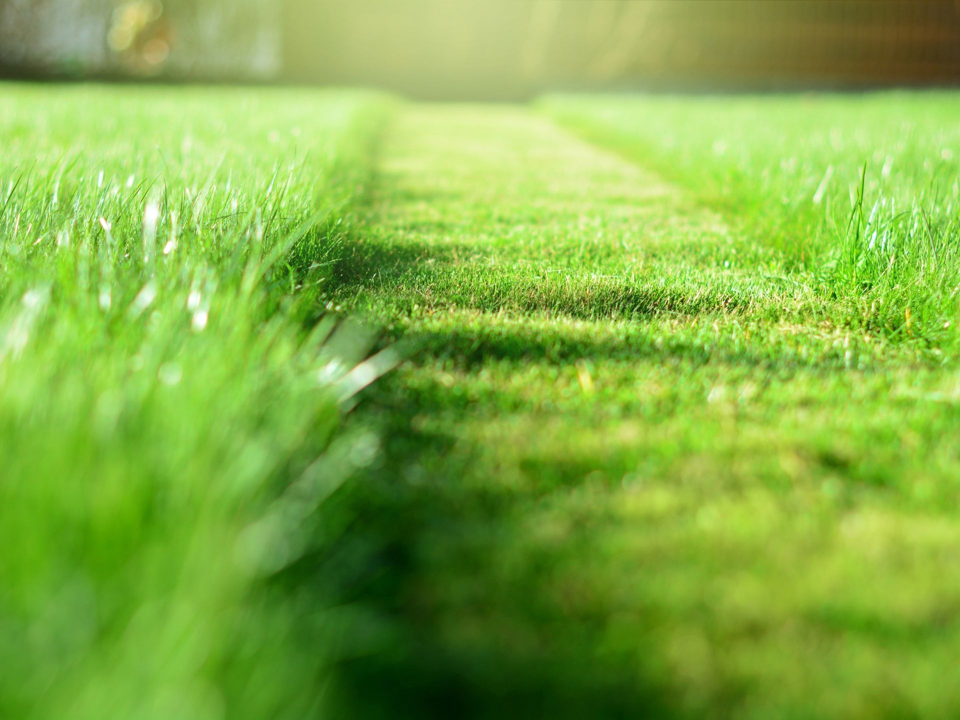 Great Lawn Care Tips