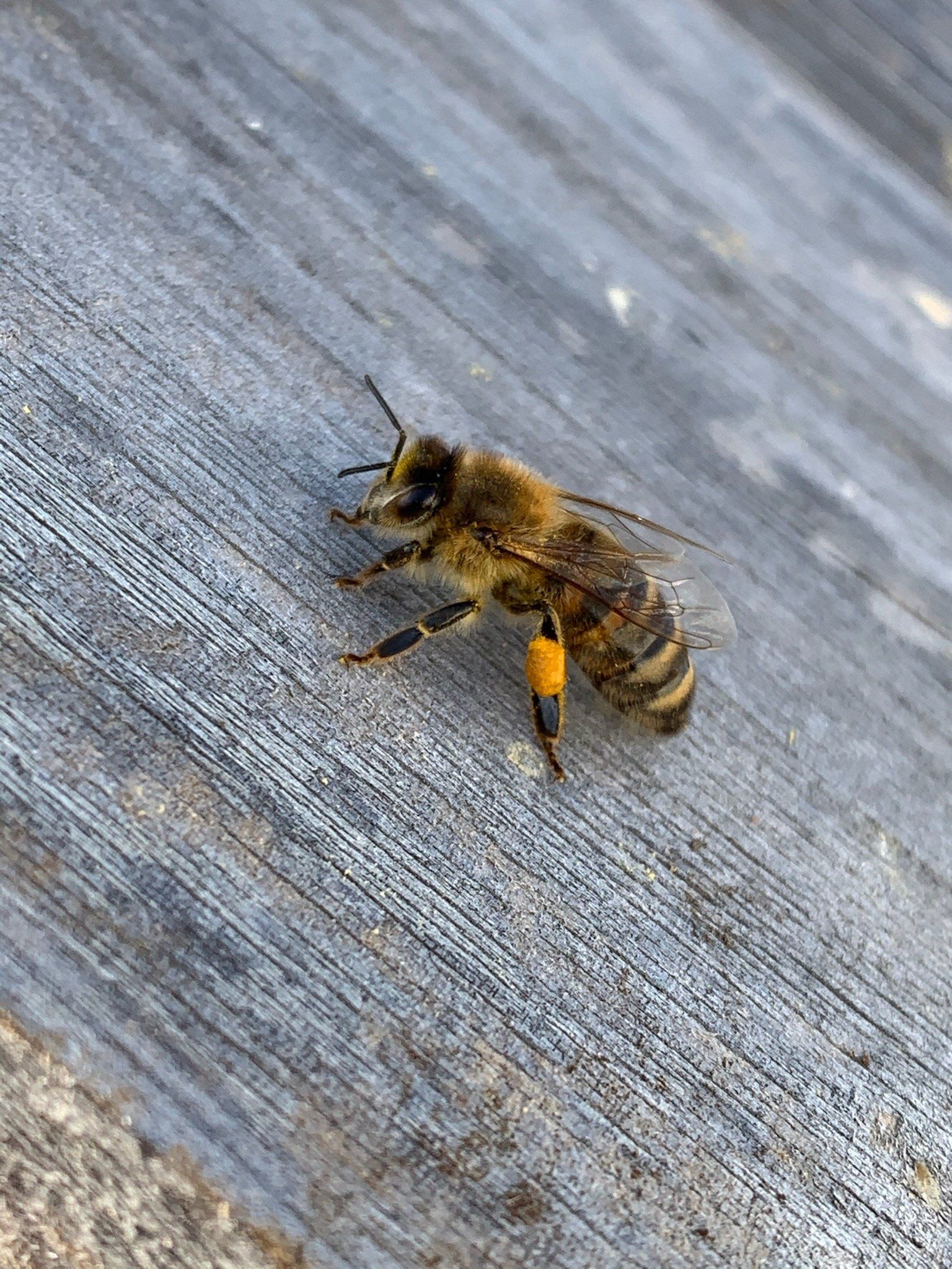 Home [vancouverbeeproject.org]