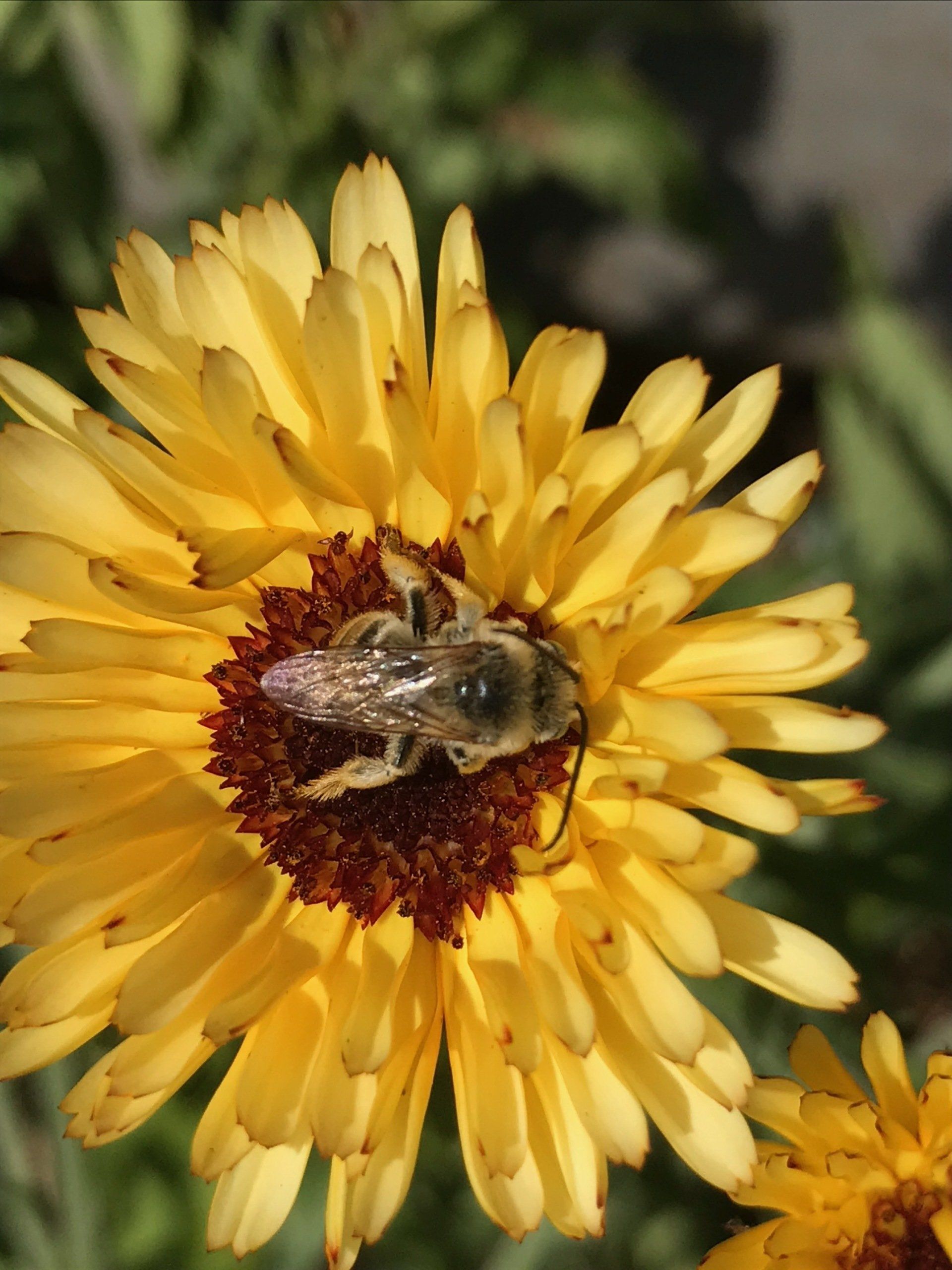 Home [vancouverbeeproject.org]