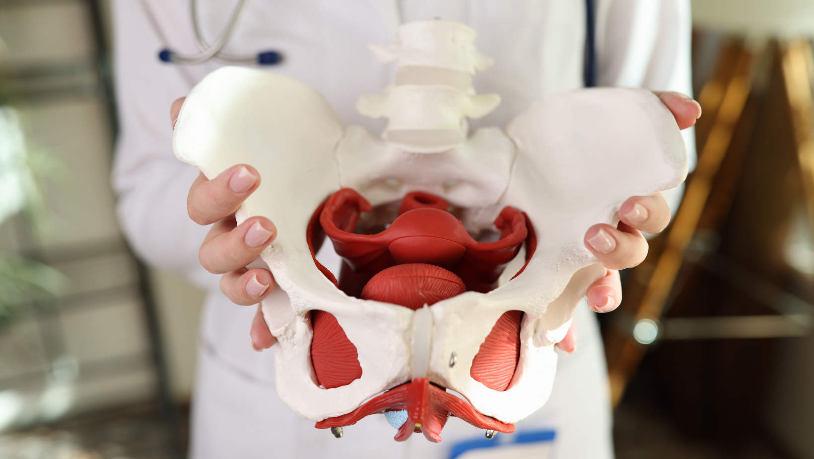 The Importance of Pelvic Health During the Menopause Transition and Beyond