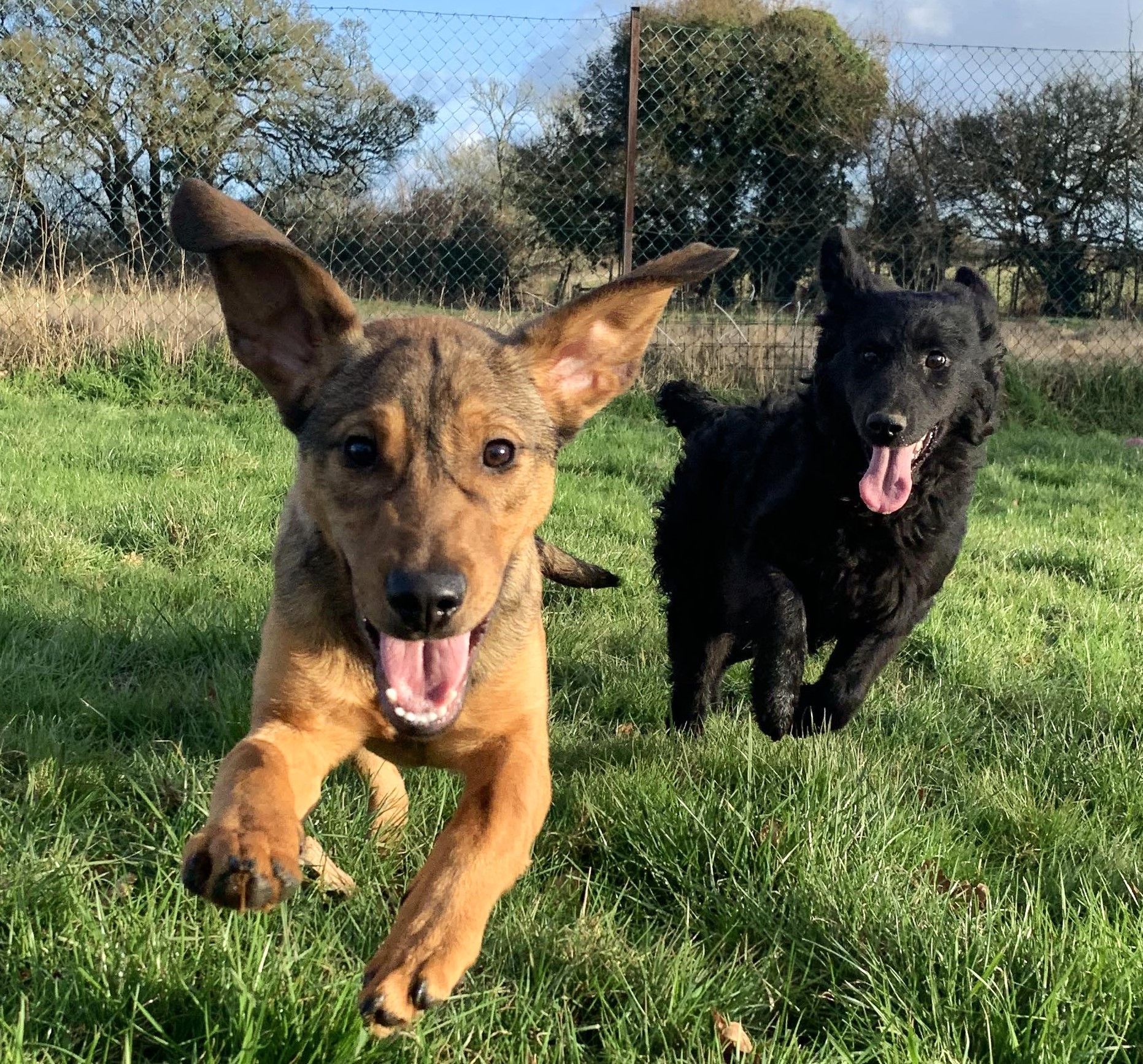 Logan and Simba Reunited - Fetcher Dog