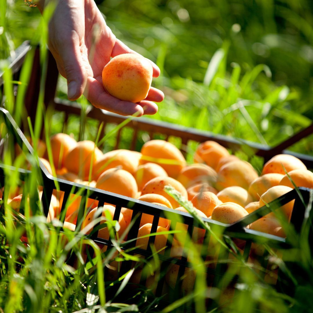 Fruitex Saxon Valais