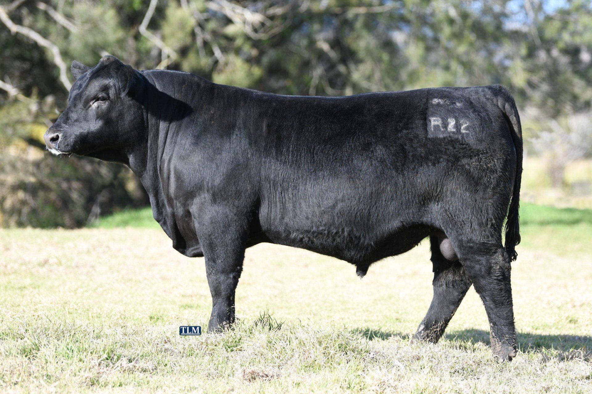 Benefits of Yearling Bulls
