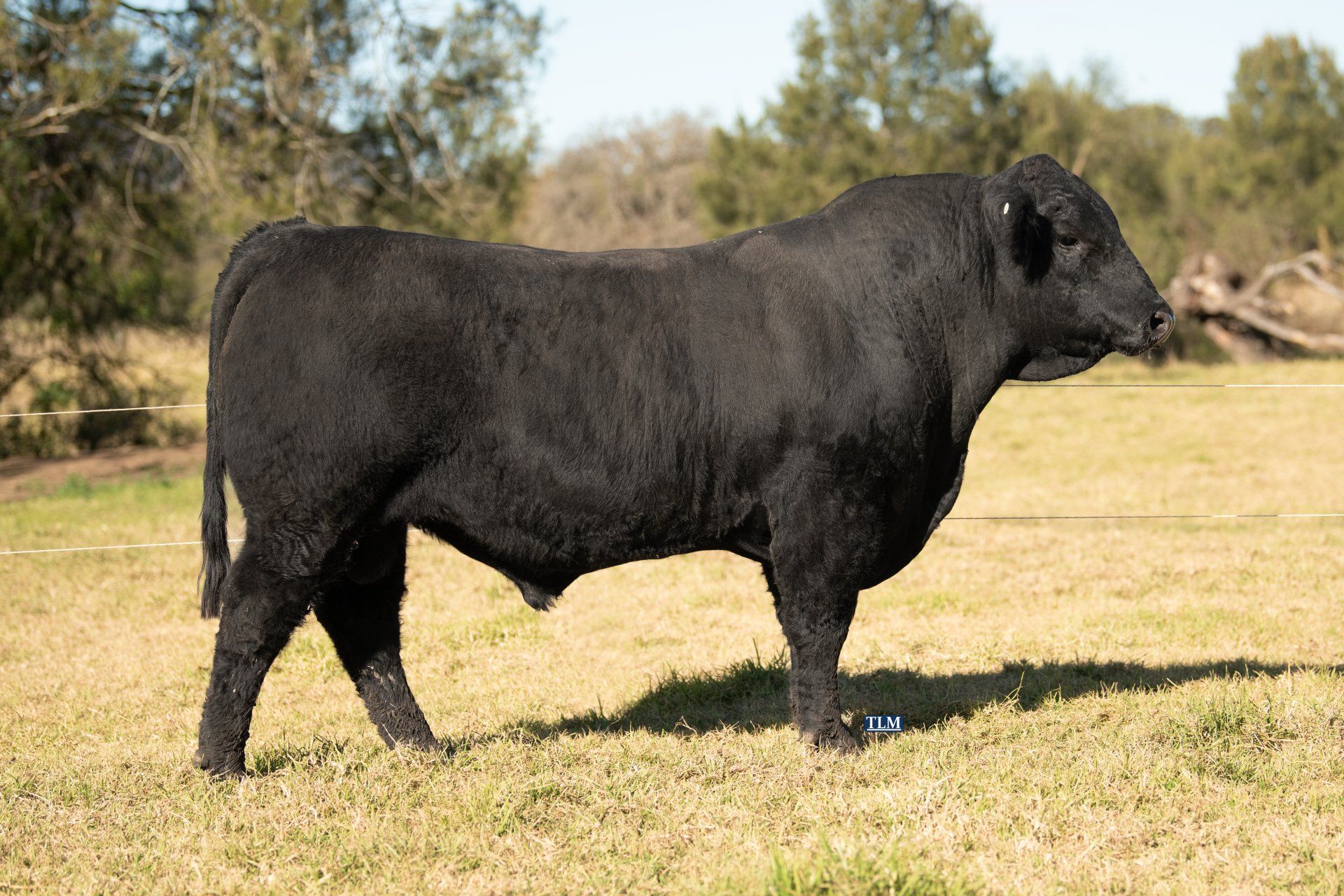 Pentire Angus | Sales info