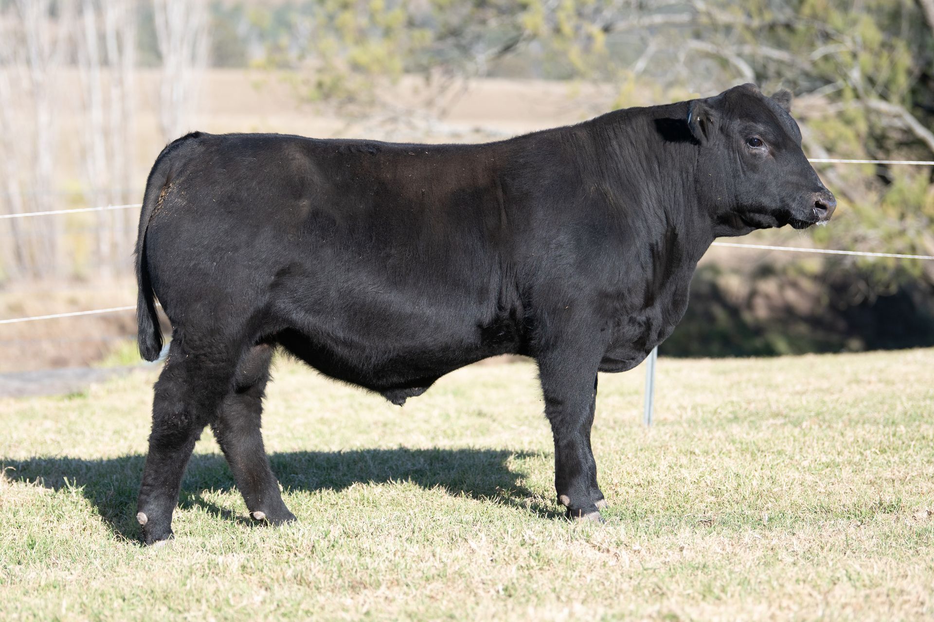 Pentire Angus | Sales info