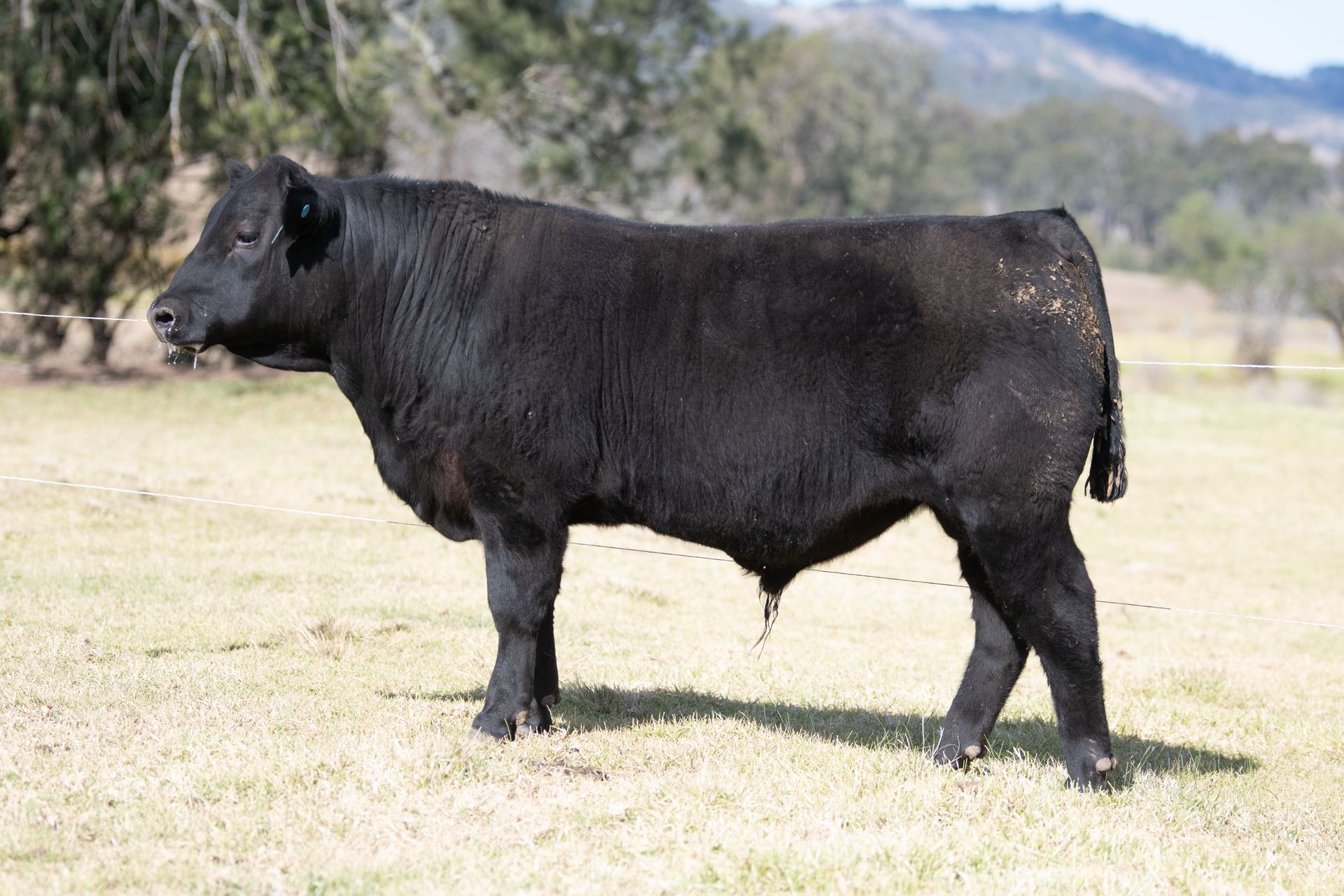 Pentire Angus | Sales info