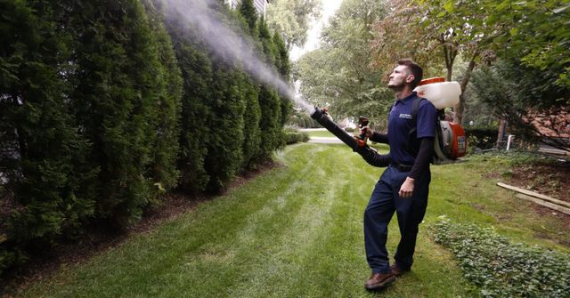 Are Mosquitoe Yard Spraying Bad For Dogs