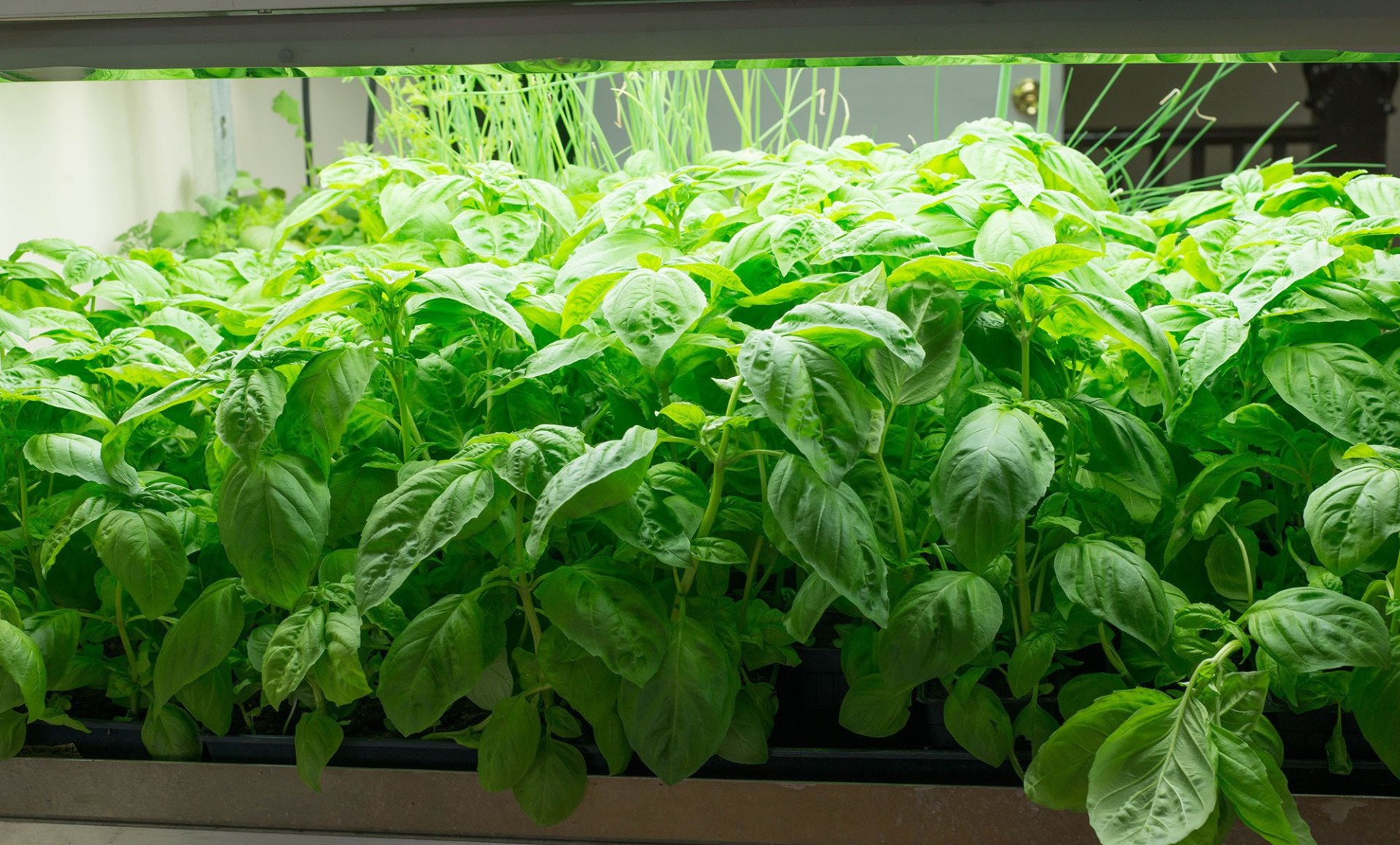 Discover The 2445 Organics SuperGrow System