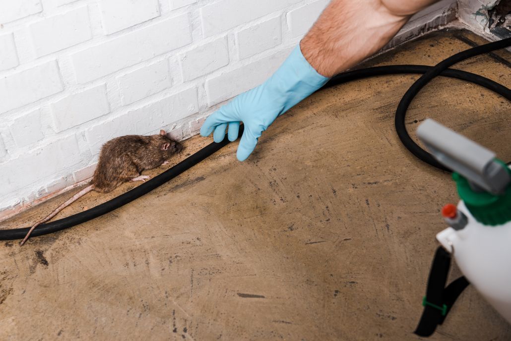 Diseases Rats Carry into Home | Roach Busters