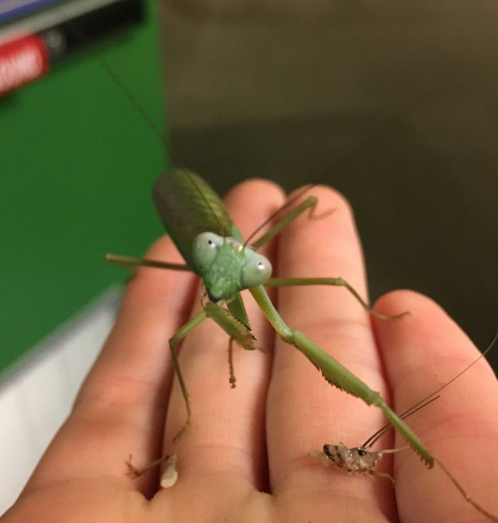 About | Victoria Bug Zoo