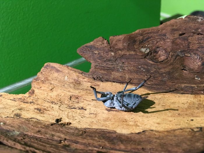 About | Victoria Bug Zoo