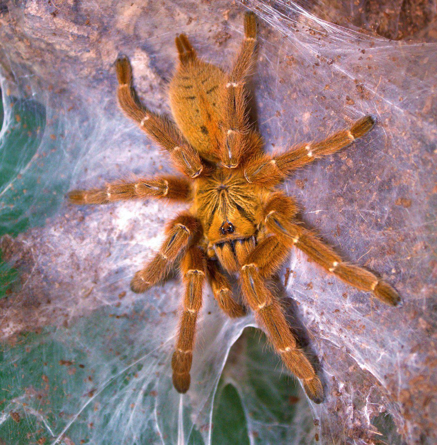 Gallery | Victoria Bug Zoo