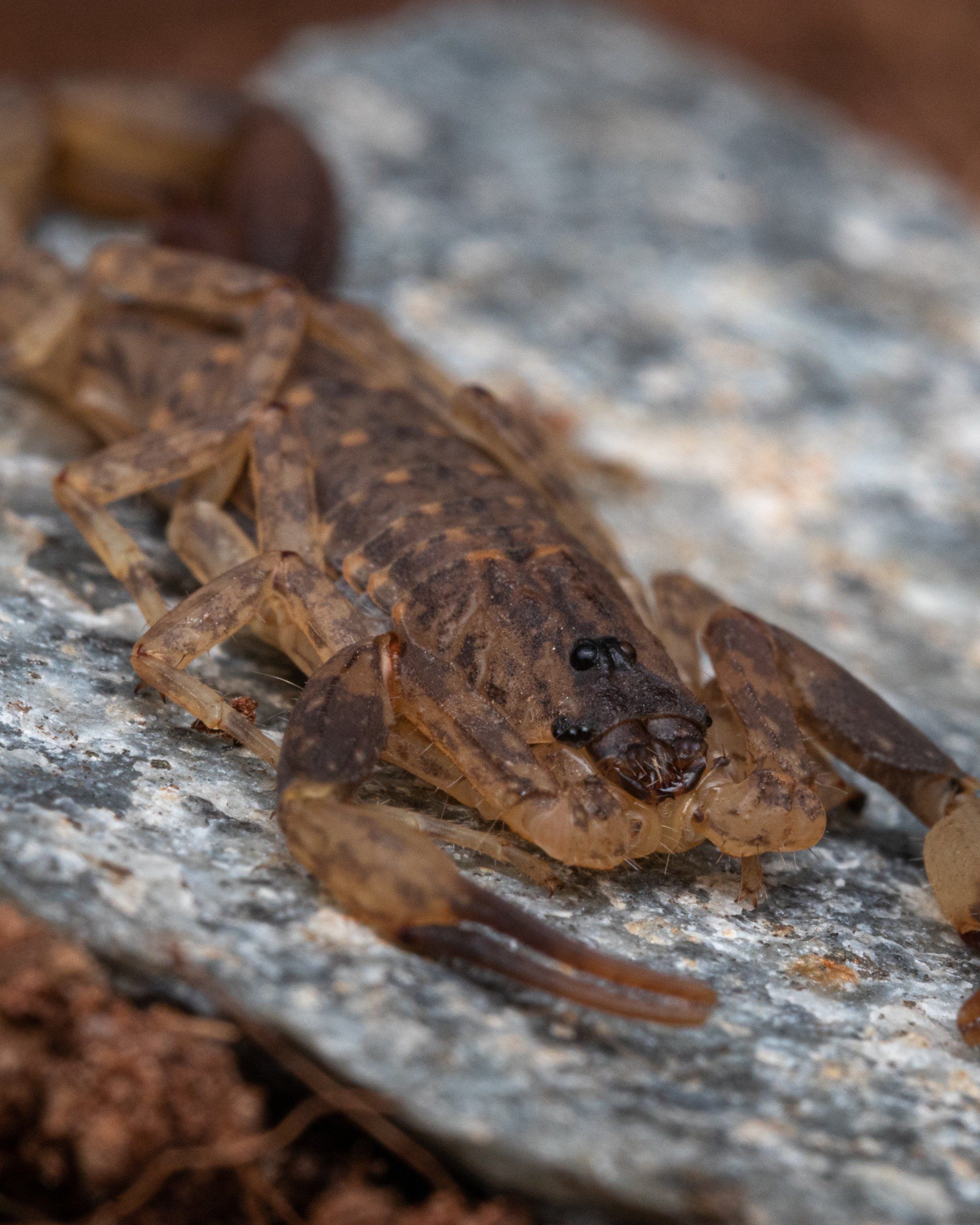 Gallery | Victoria Bug Zoo