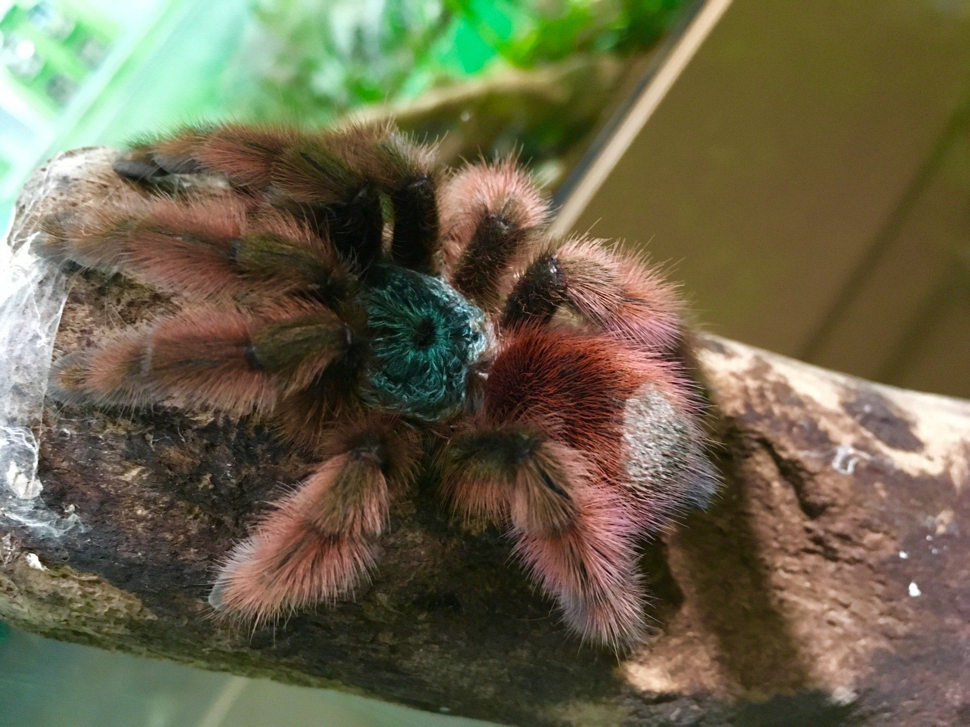 Gallery | Victoria Bug Zoo