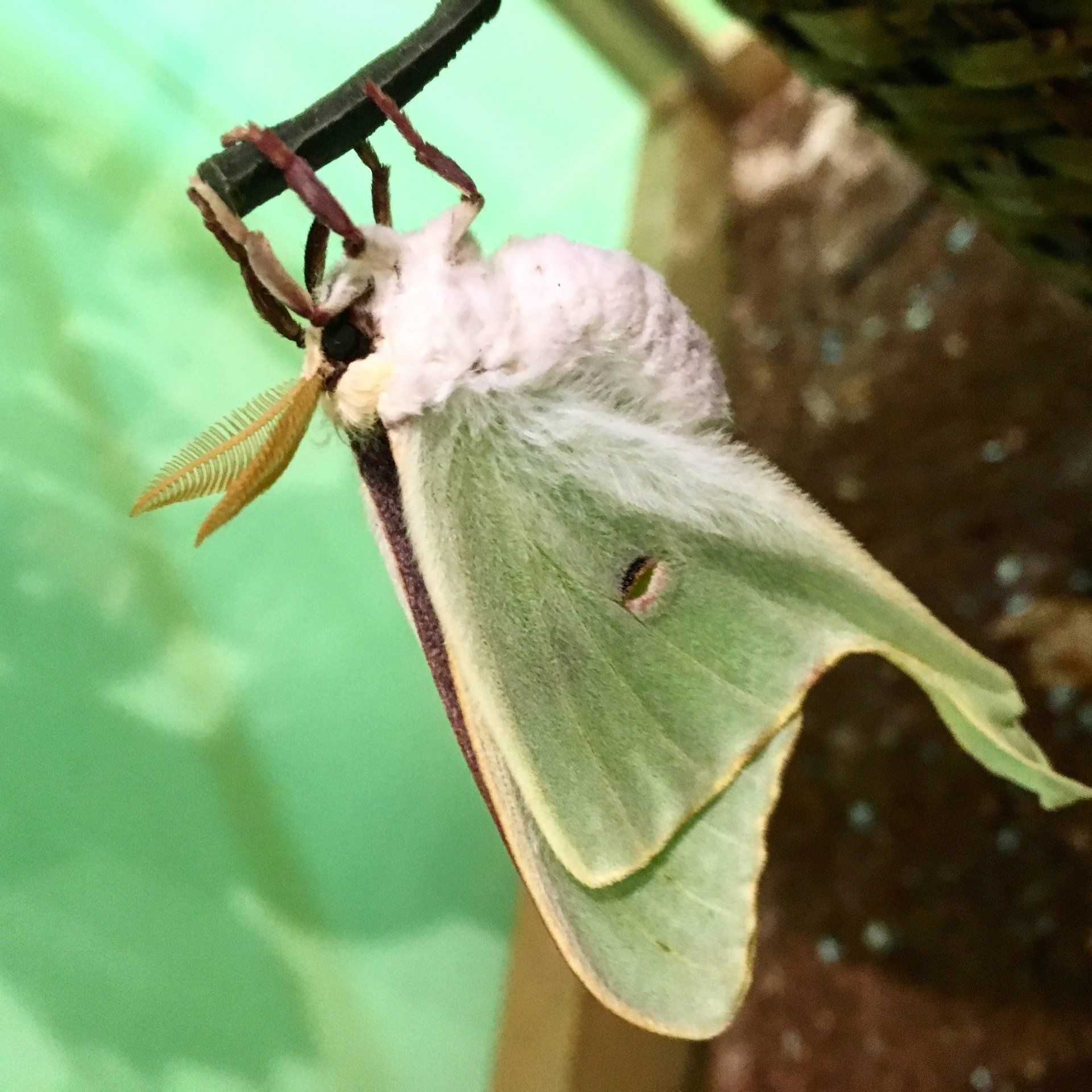 Gallery | Victoria Bug Zoo