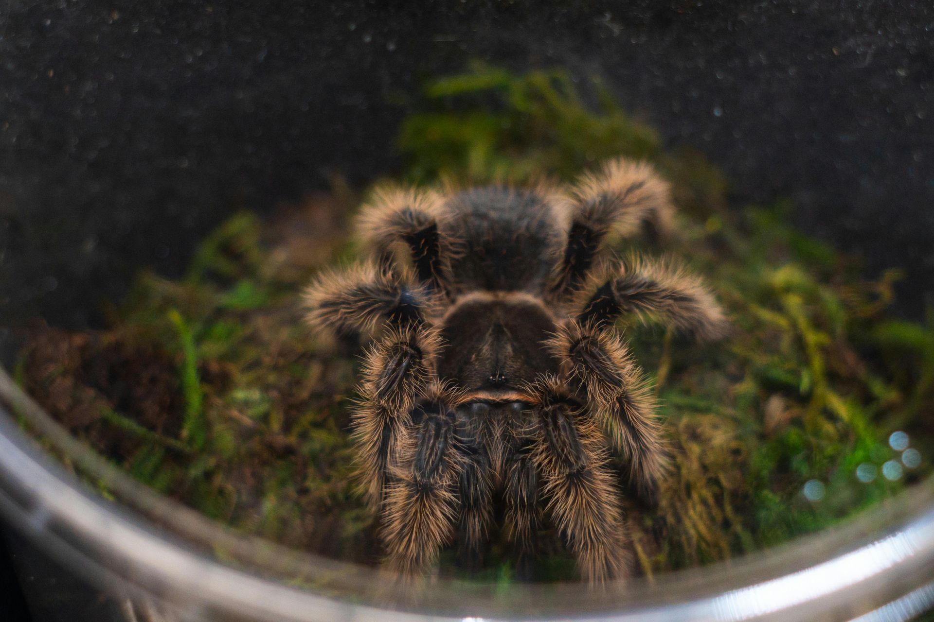 About | Victoria Bug Zoo